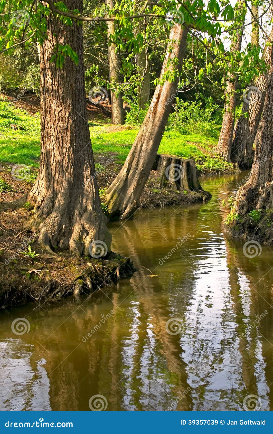Reed in the stream stock image. Image of sunny, tree - 39357039