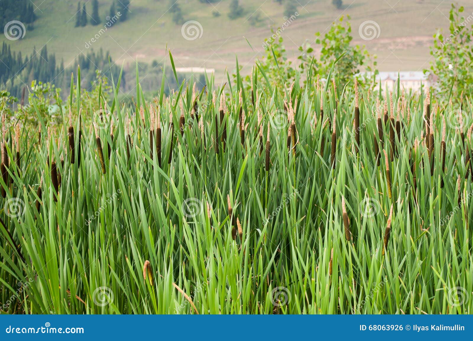 Reed in summer stock photo. Image of green, grass, river - 68063926