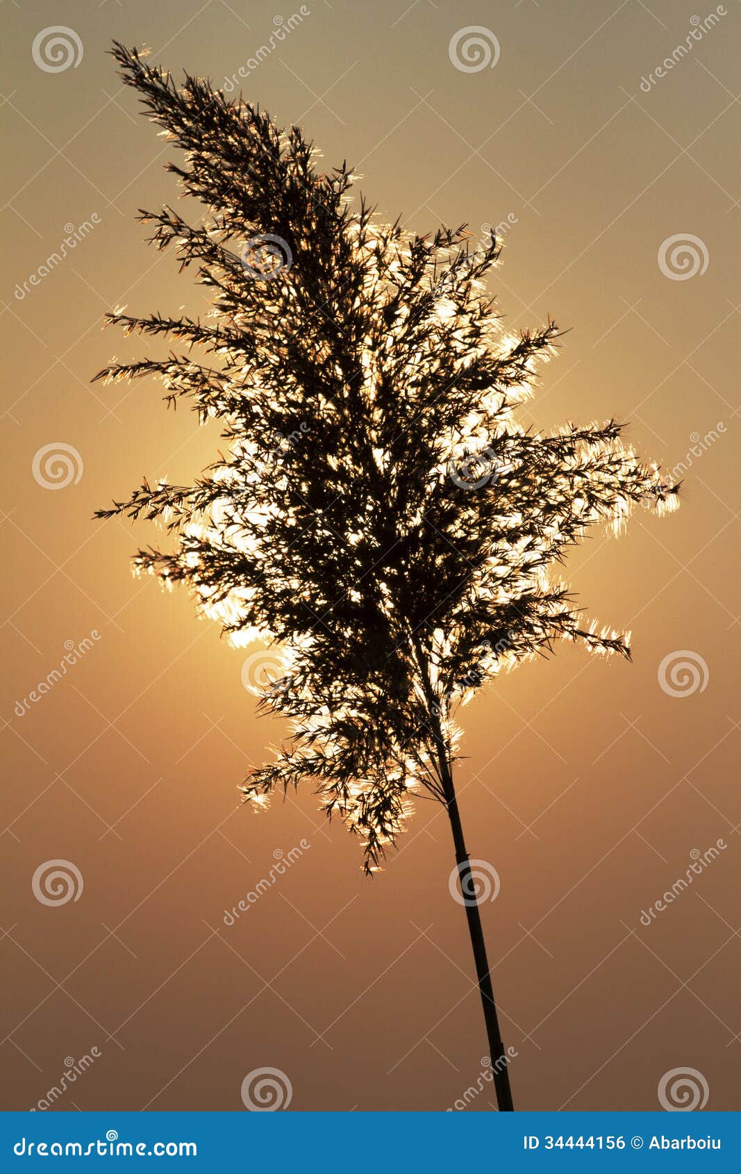 Reed in the sun stock photo. Image of yellow, bright - 34444156