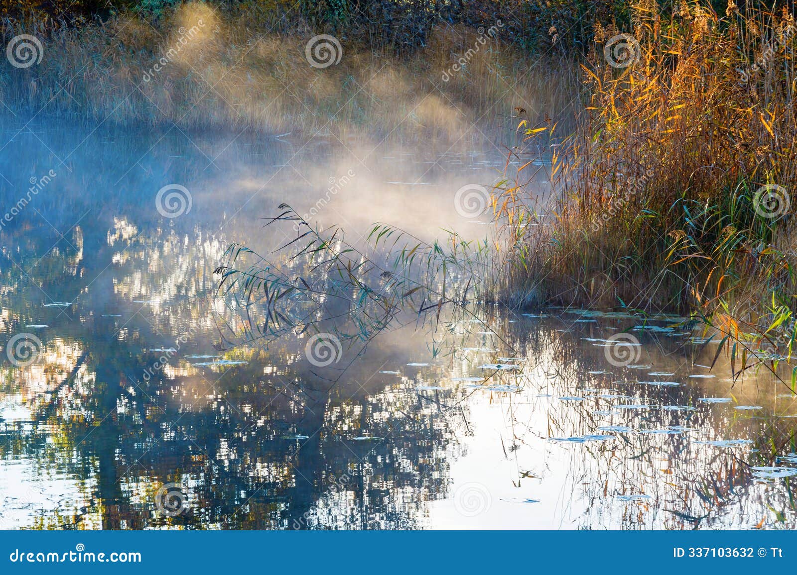 Reed with Sunbeams in the Mist Stock Photo - Image of water, beauty ...