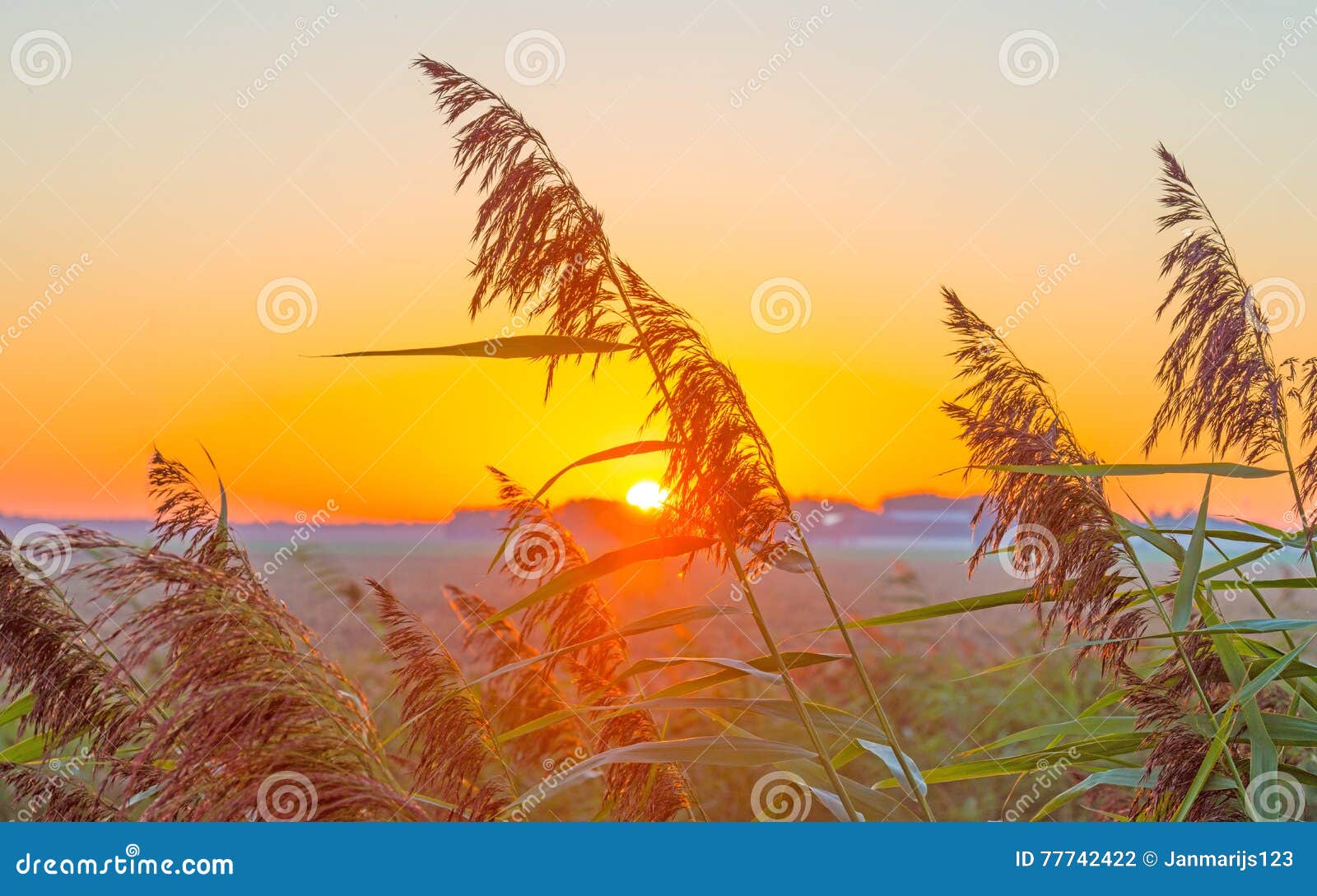 Reed at sunrise in summer stock photo. Image of plant - 77742422