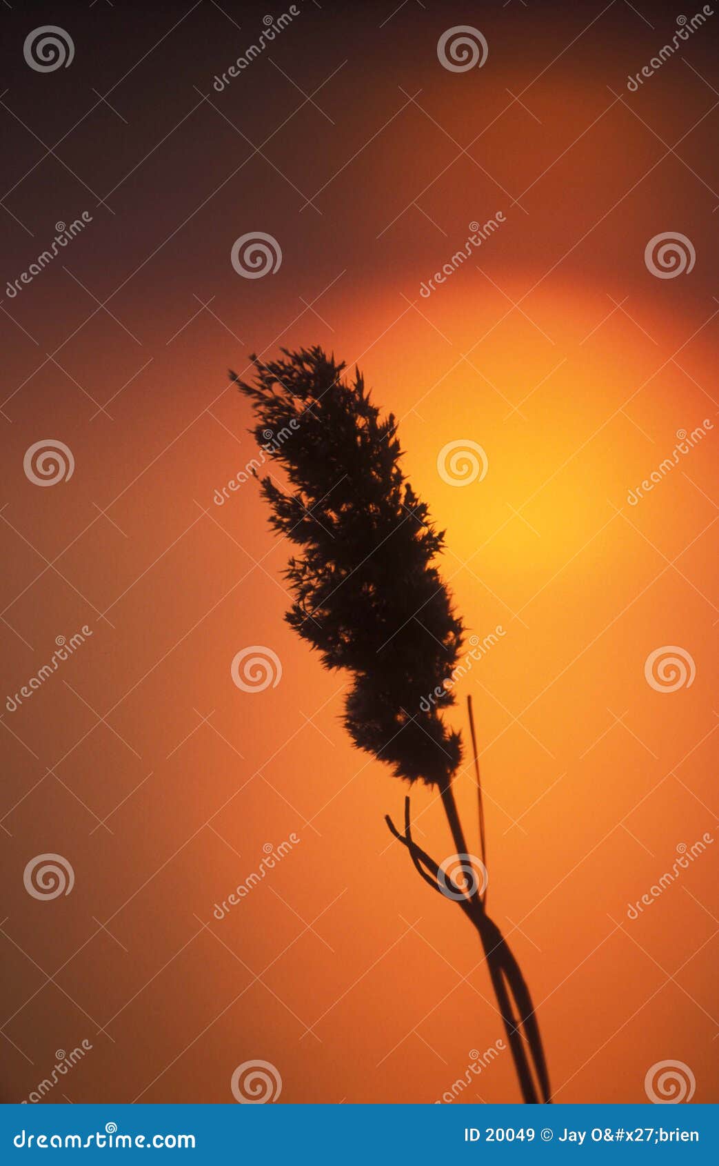 Reed & sunset stock image. Image of flowers, grass, color - 20049