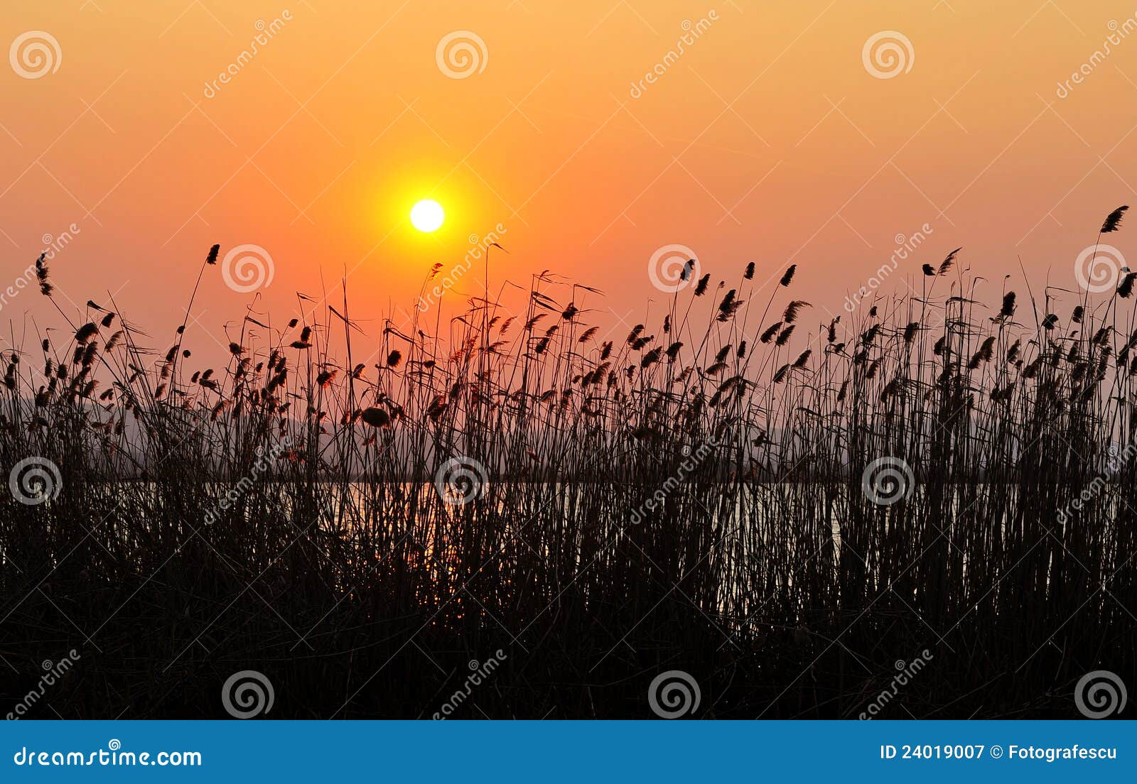 Reed sunset stock image. Image of beautiful, river, lake - 24019007