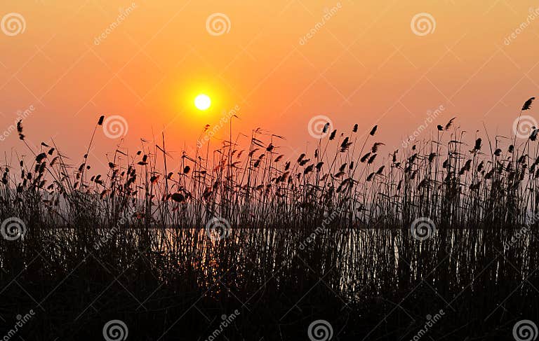 Reed sunset stock image. Image of beautiful, river, lake - 24019007