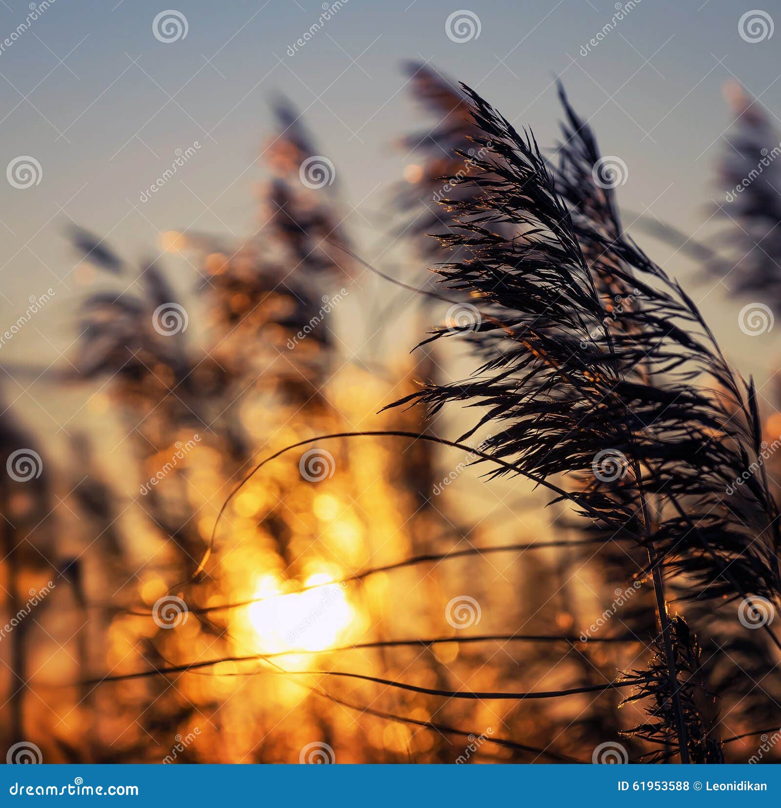 Reed at sunset stock photo. Image of lake, morning, light - 61953588