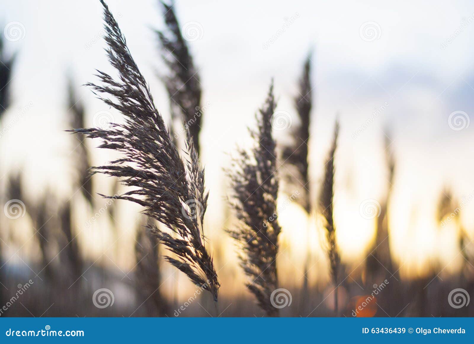 Reed and the sunset stock image. Image of beautiful, swamp - 63436439
