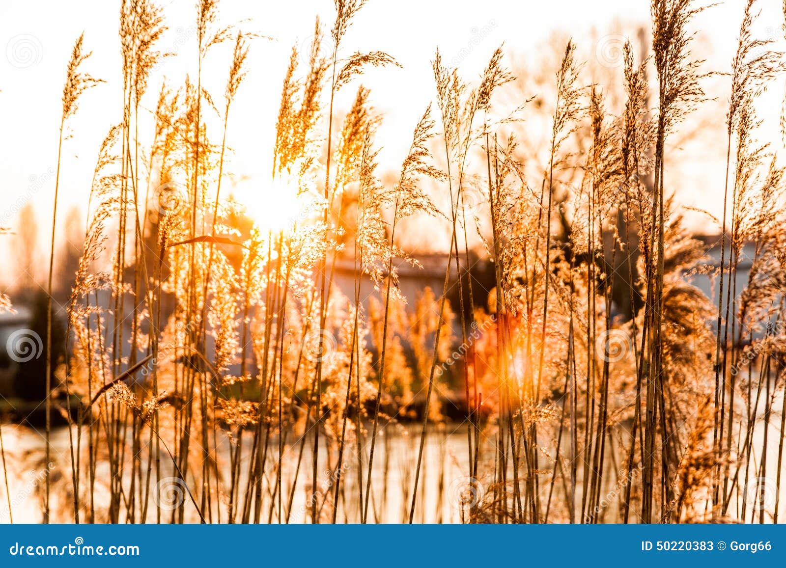 Reed sunset stock image. Image of horizon, river, reed - 50220383