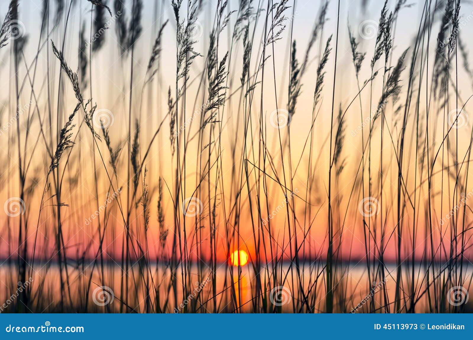 Reed at sunset stock image. Image of river, horizon, scene - 45113973