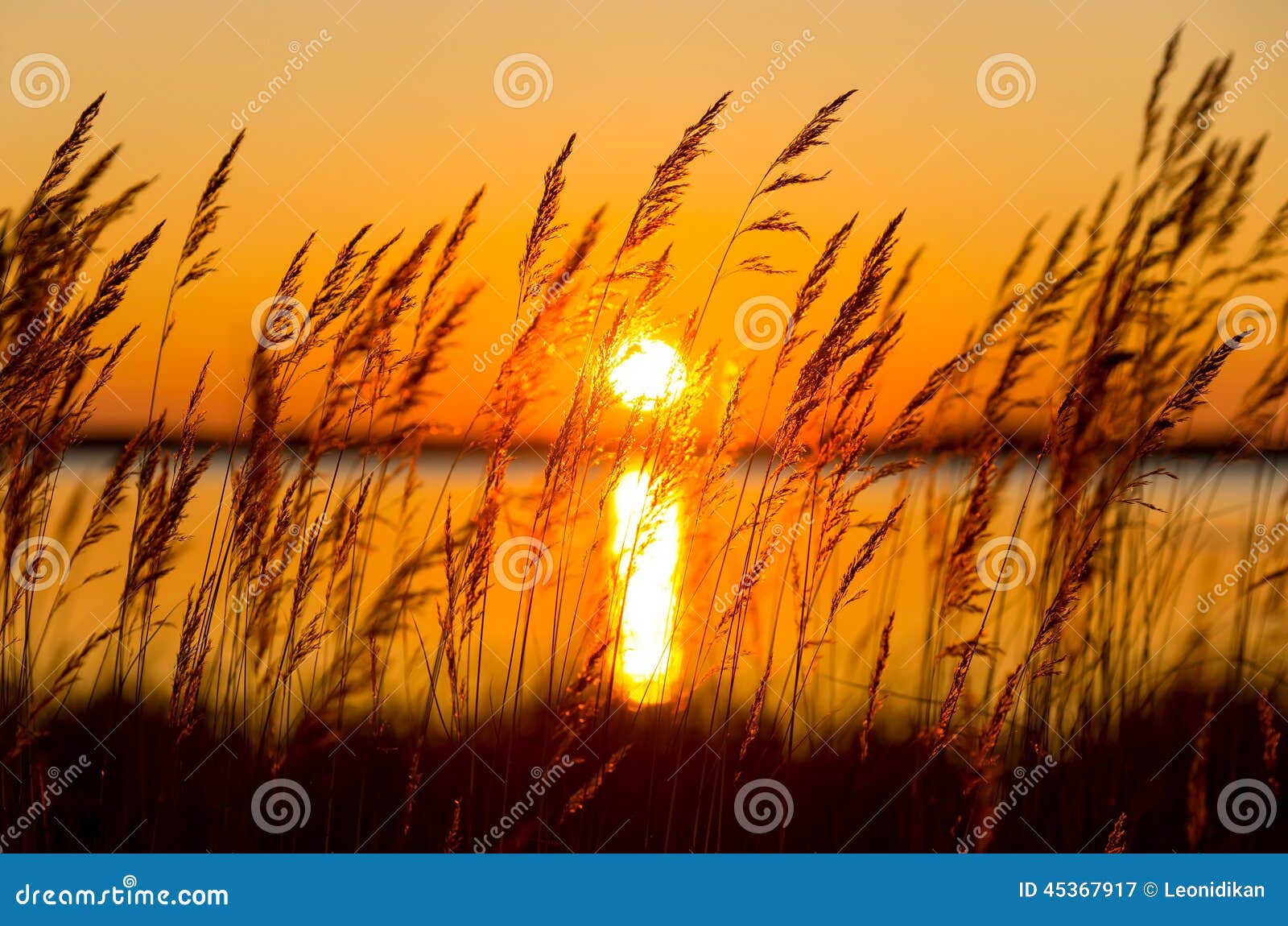 12,257 Colorful Reed Background Stock Photos - Free & Royalty-Free ...