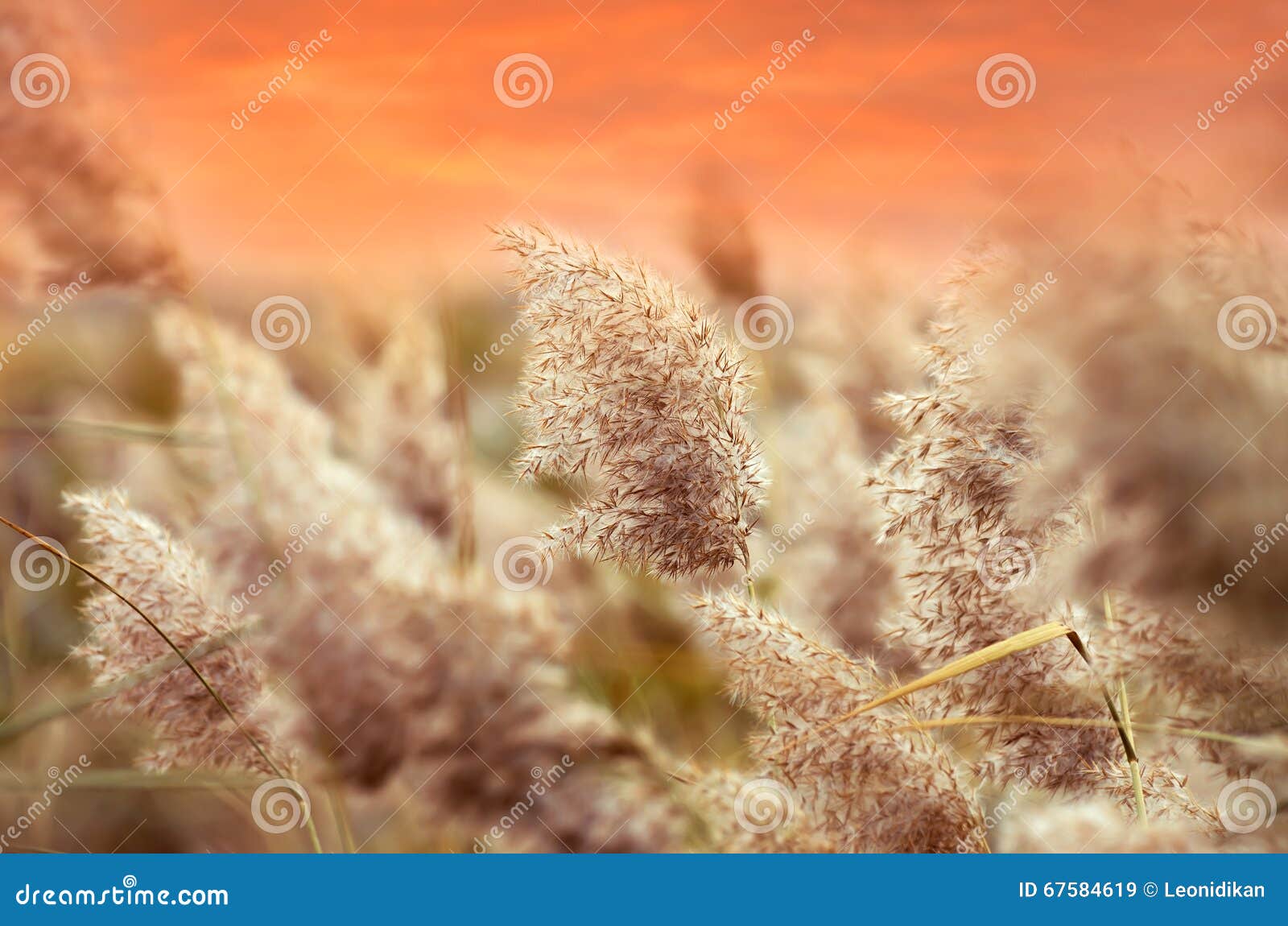 Reed at sunset stock image. Image of plant, reed, field - 67584619