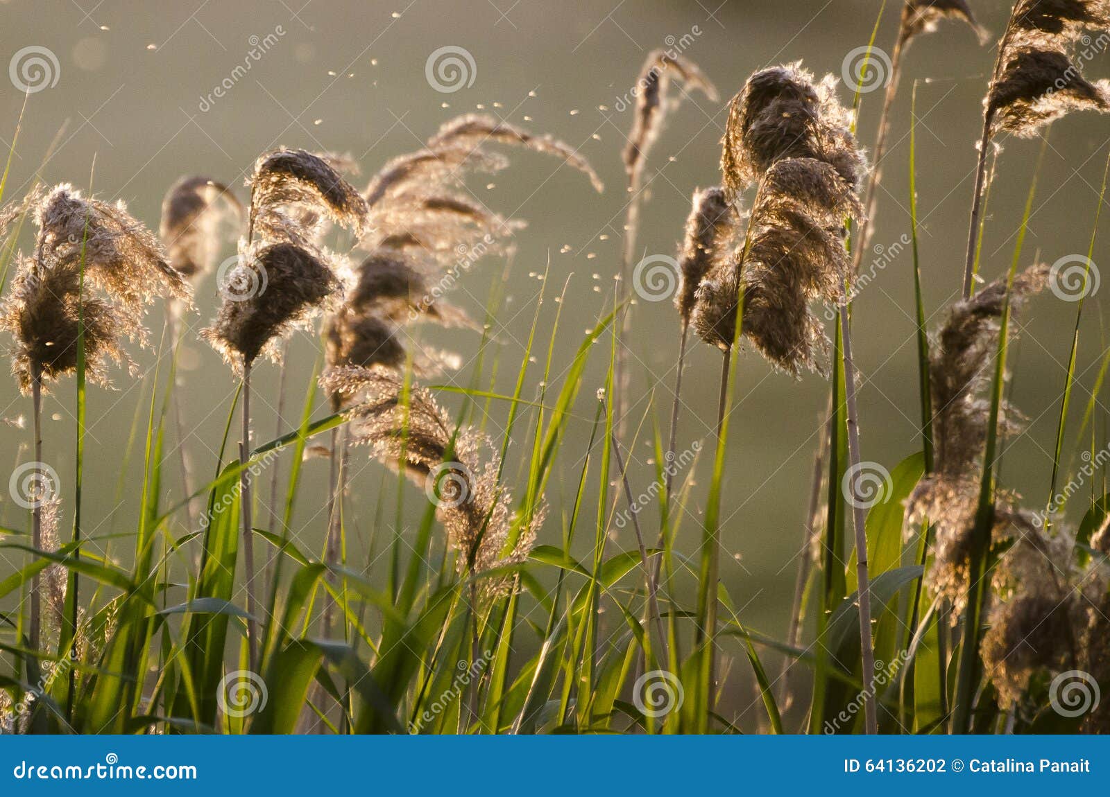 Reed in the sunset stock photo. Image of spread, river - 64136202