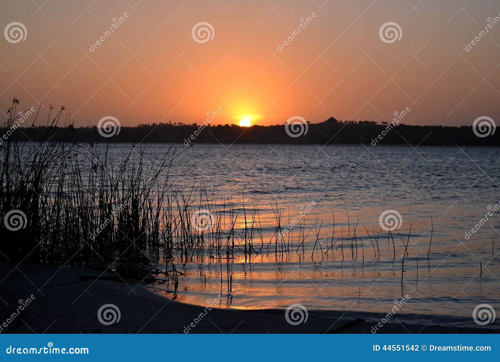 Reed sunset 2 stock photo. Image of tide, sunset, landscape - 44551542