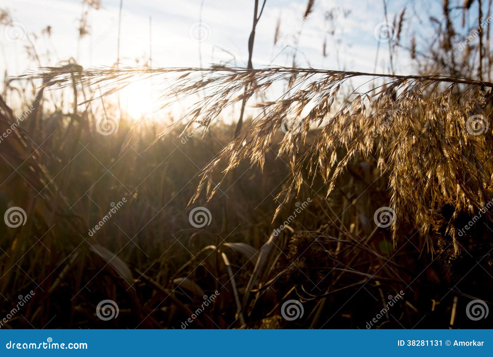 Reed swamp stock image. Image of stem, yellow, travel - 38281131