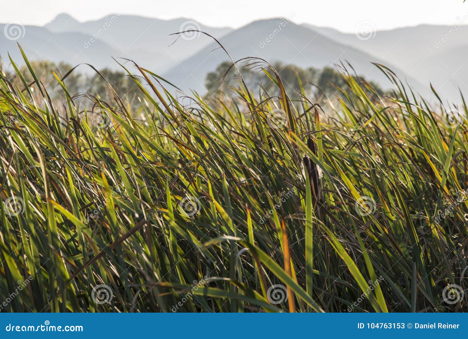 Reed in swamp stock image. Image of growing, grass, wind - 104763153