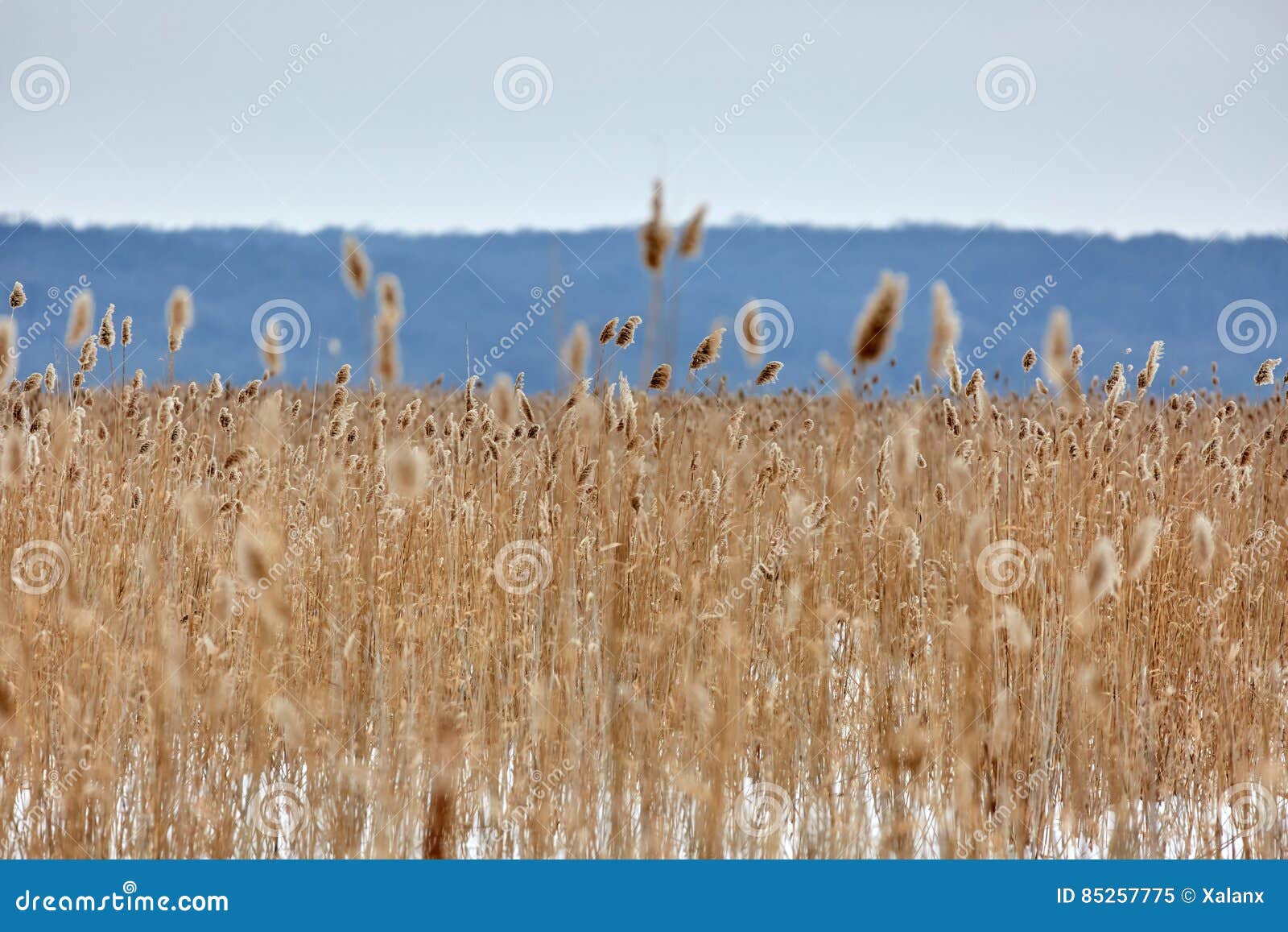 Reed in a swamp stock image. Image of brown, flora, cloudy - 85257775