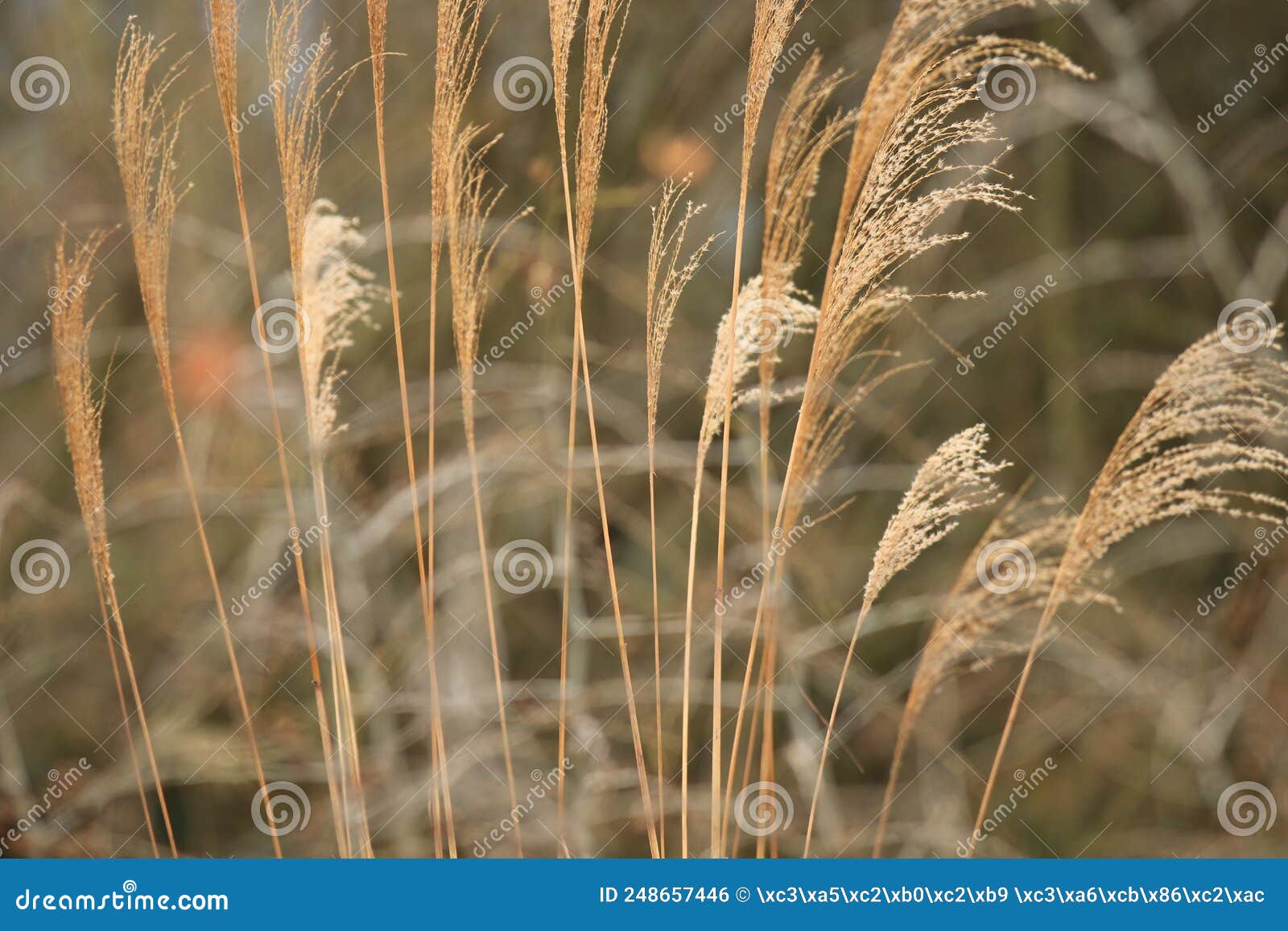 Reed in the field stock photo. Image of reed, nature - 248657446