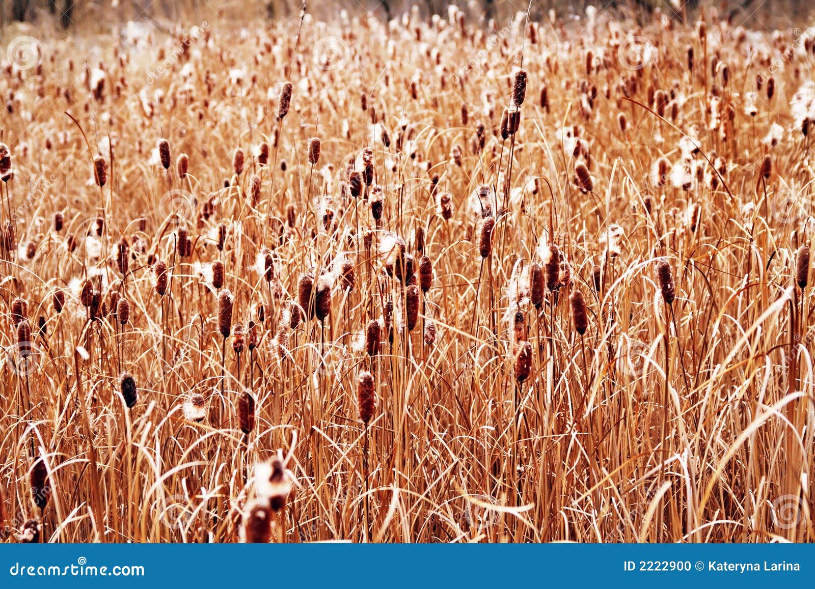 Reed texture stock photo. Image of summer, canes, leaves - 2222900