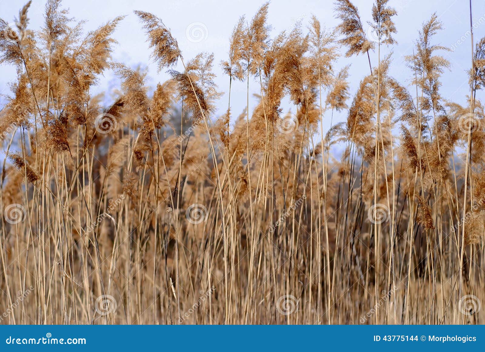 Reed stock photo. Image of plants, cane, background, reed - 43775144