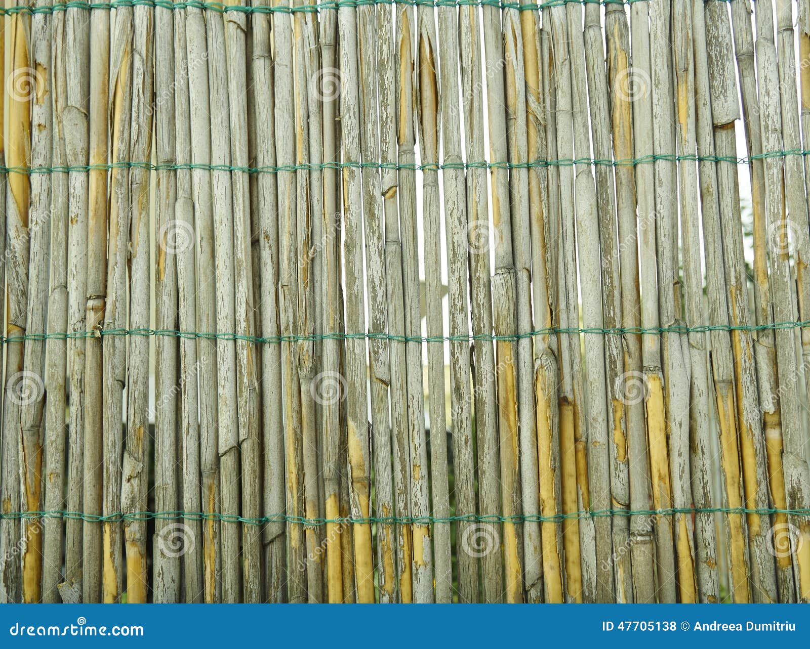 Reed Texture stock photo. Image of grunge, broken, steel - 47705138