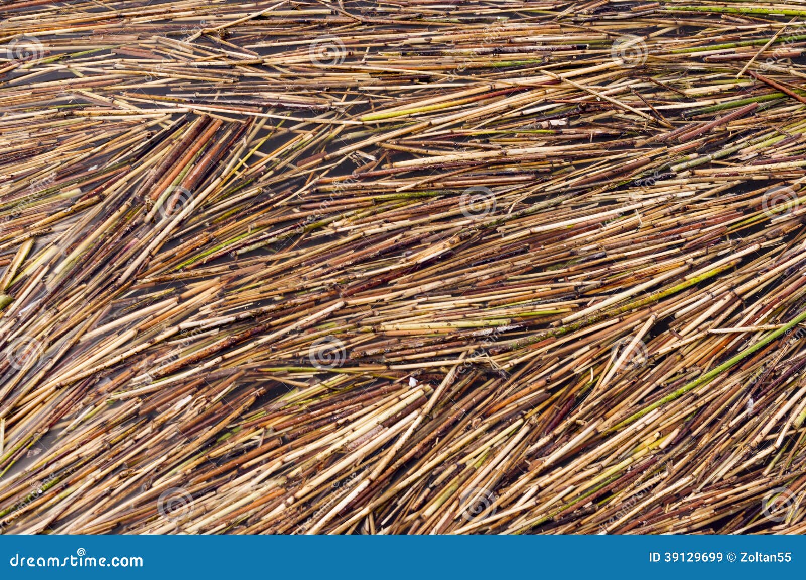 Reed Texture. stock image. Image of yellow, green, natural - 39129699