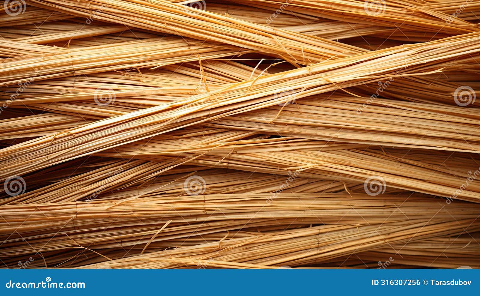 Reed Texture Stock Photography | CartoonDealer.com #18169658