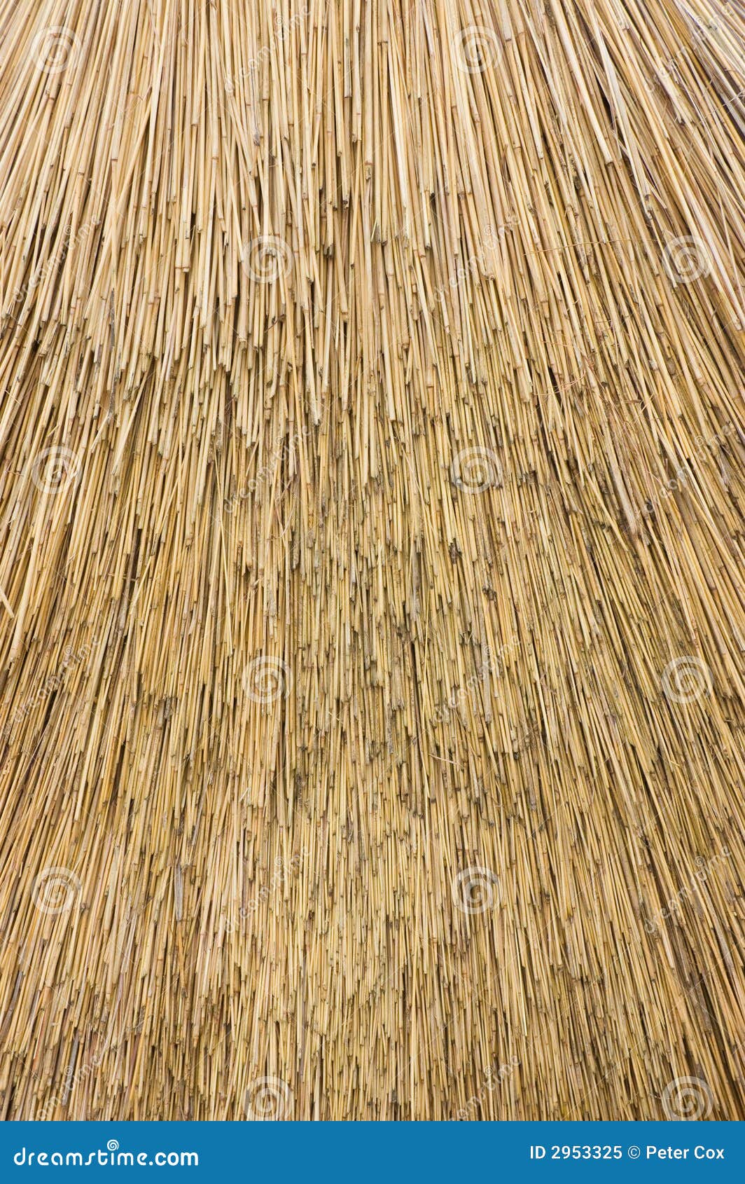 Reed Thatch stock image. Image of natural, bundle, straw - 2953325