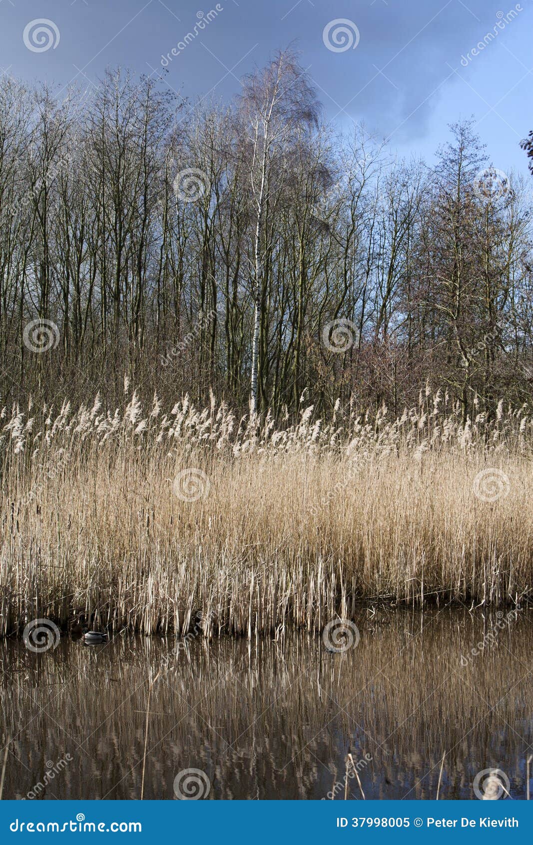 Reed and trees stock image. Image of river, beauty, reflection - 37998005