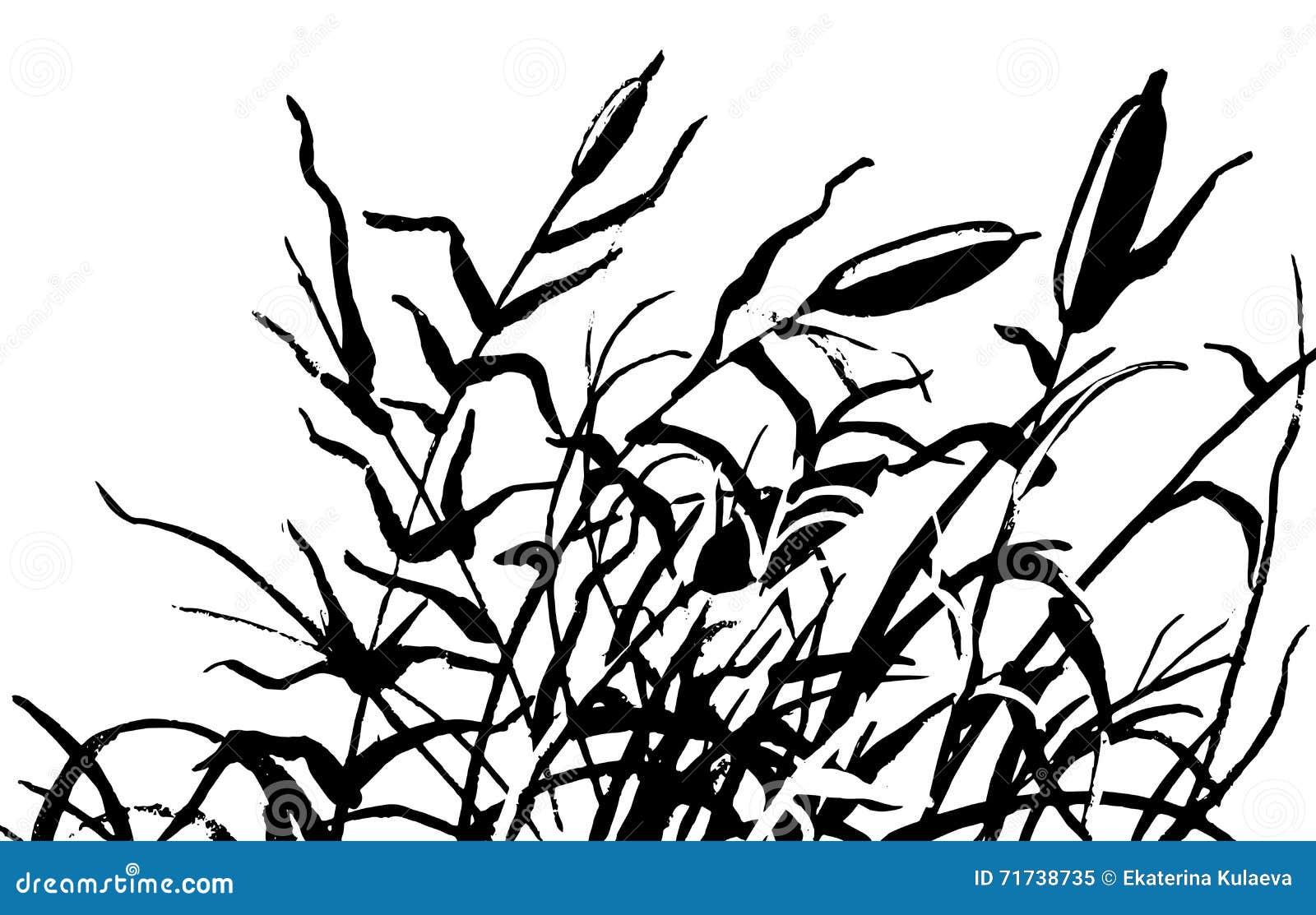Reed Vector Illustration. | CartoonDealer.com #71738735