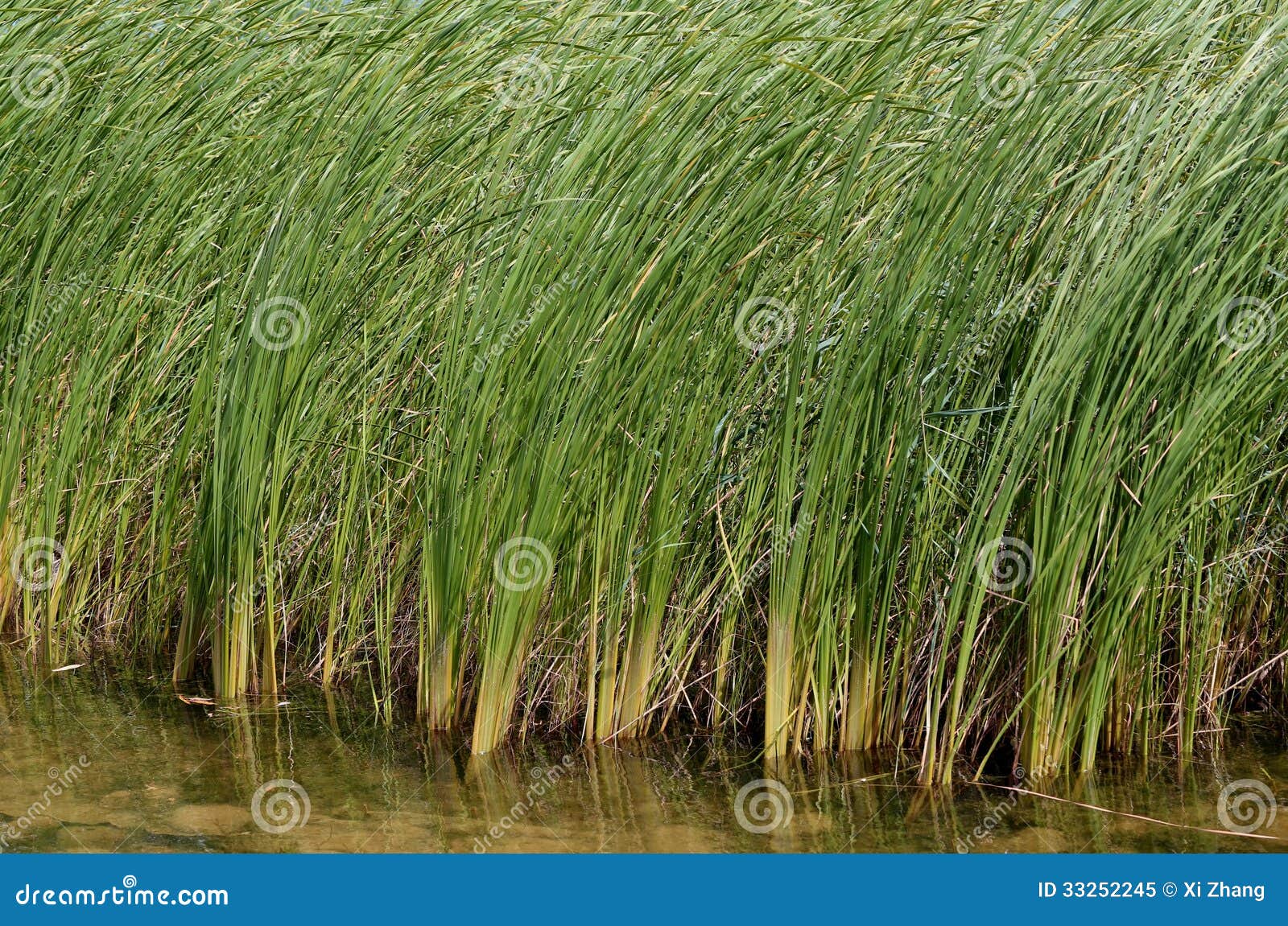 Reed stock image. Image of wind, lake, reed, nature, summer - 33252245