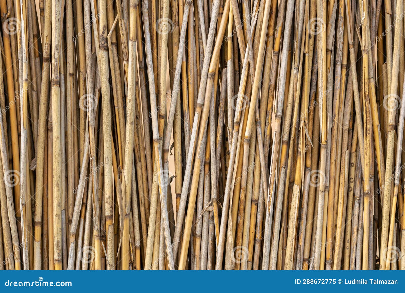 Reed Wall for Ecological Spaces, Texture Stock Image - Image of village ...