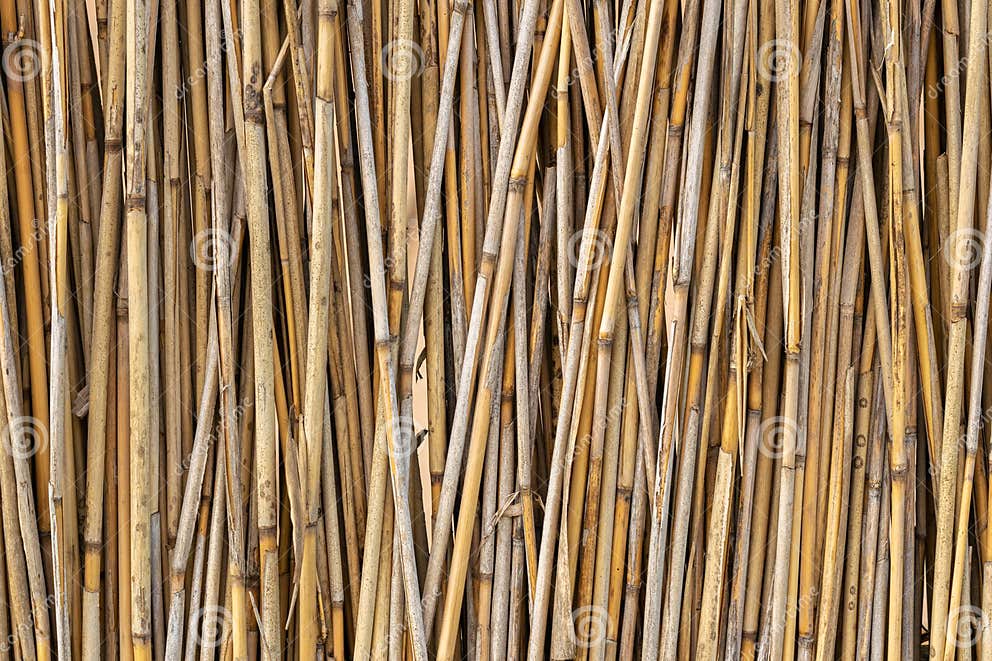 Reed Wall for Ecological Spaces, Texture Stock Image - Image of village ...