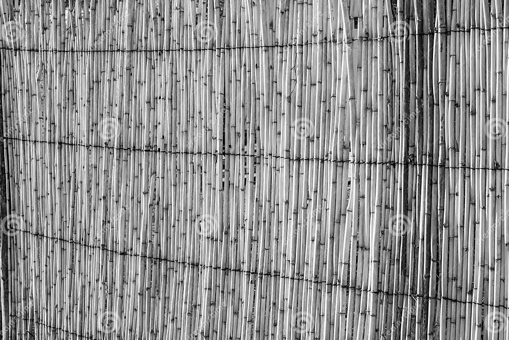 Reed Wall in the Last Rays of the Setting Sun. Monochrome Stock Image ...