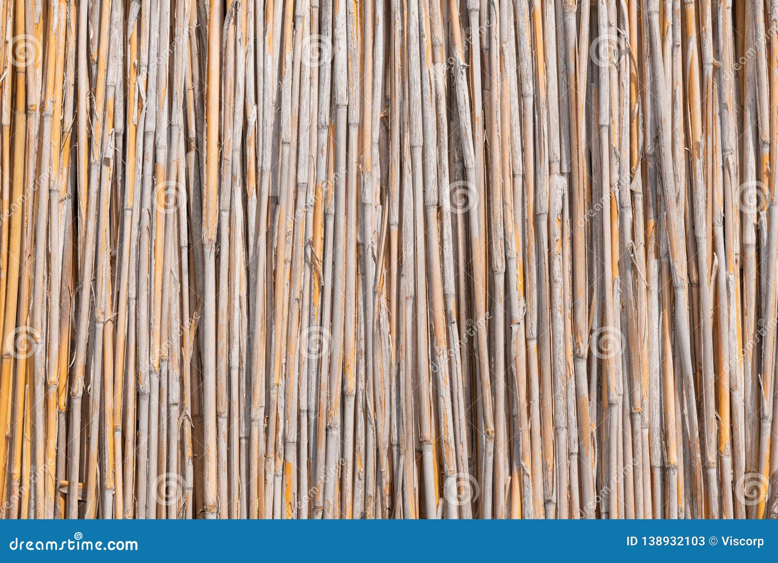 Reed Wall Texture stock image. Image of bark, bunch - 138932103