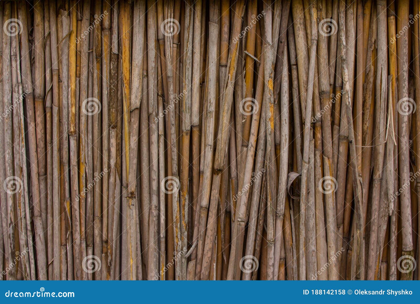 Reed wall texture stock photo. Image of cane, wall, board - 188142158