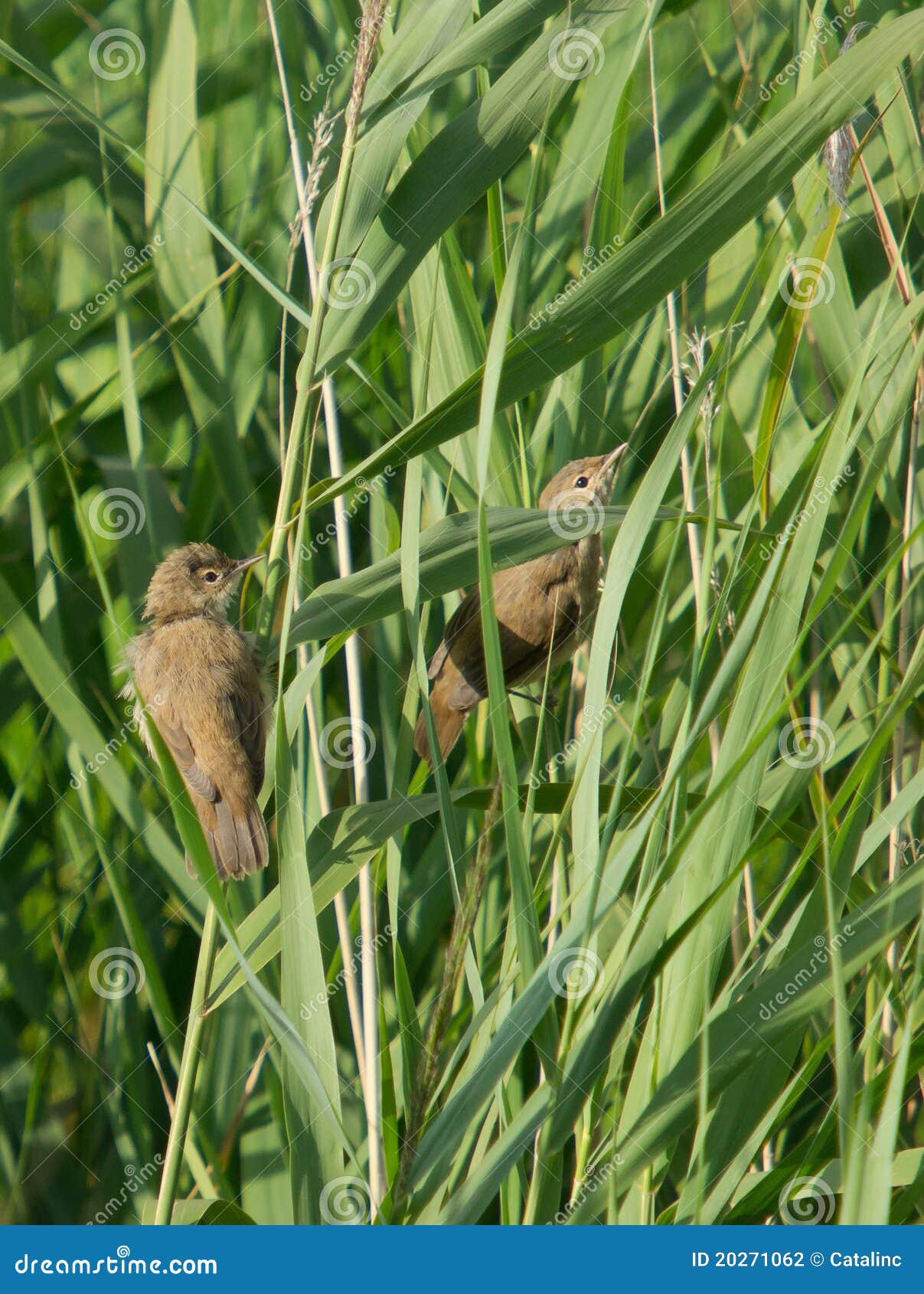 Reed Warbler stock photo. Image of life, wildlife, springtime - 20271062