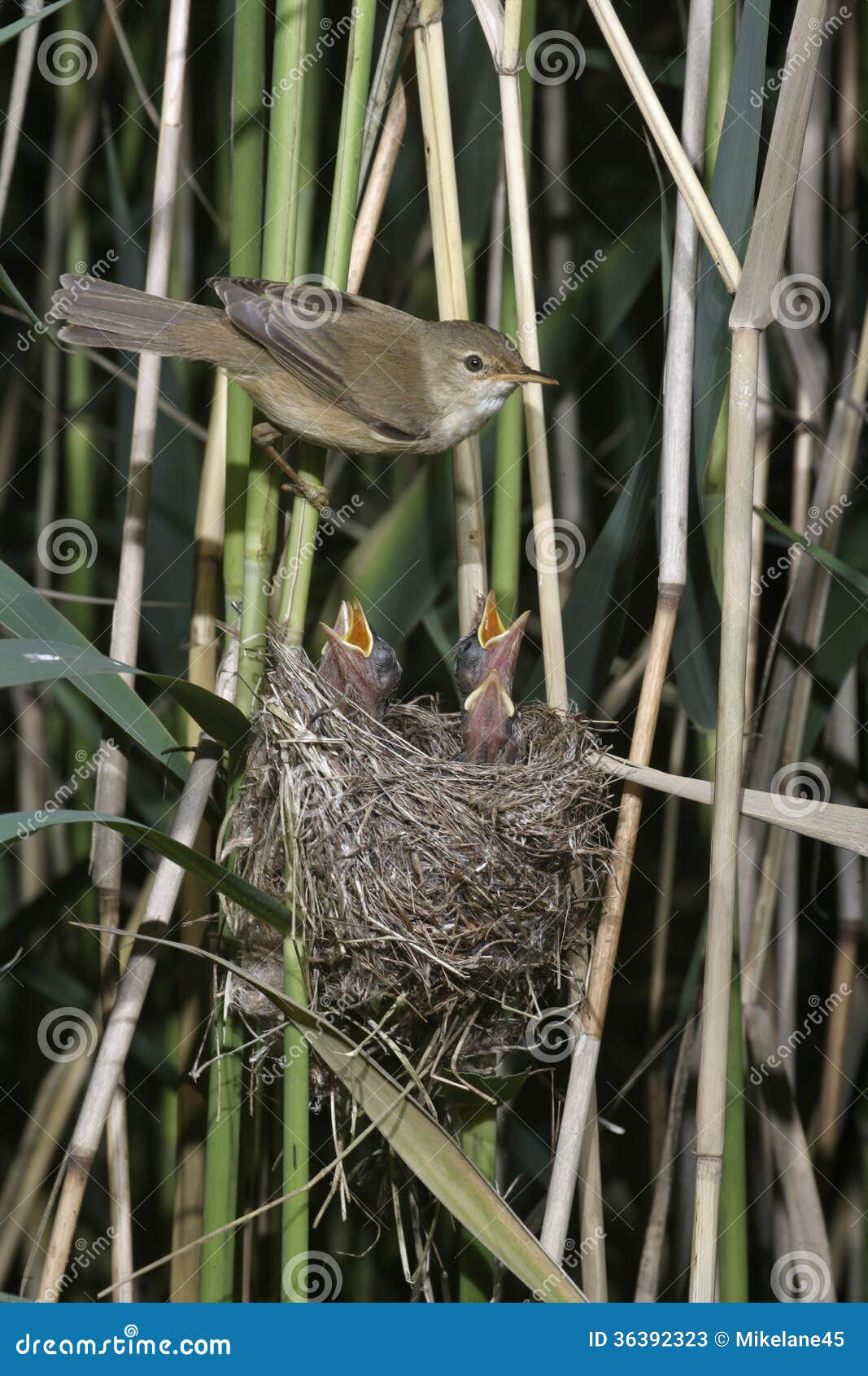 Reed Warbler, Acrocephalus Scirpaceus, Stock Image - Image of british ...
