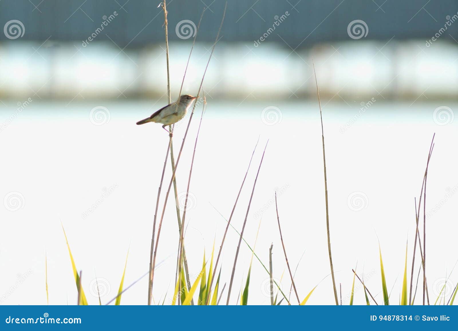 Reed warbler stock photo. Image of england, water, animal - 94878314