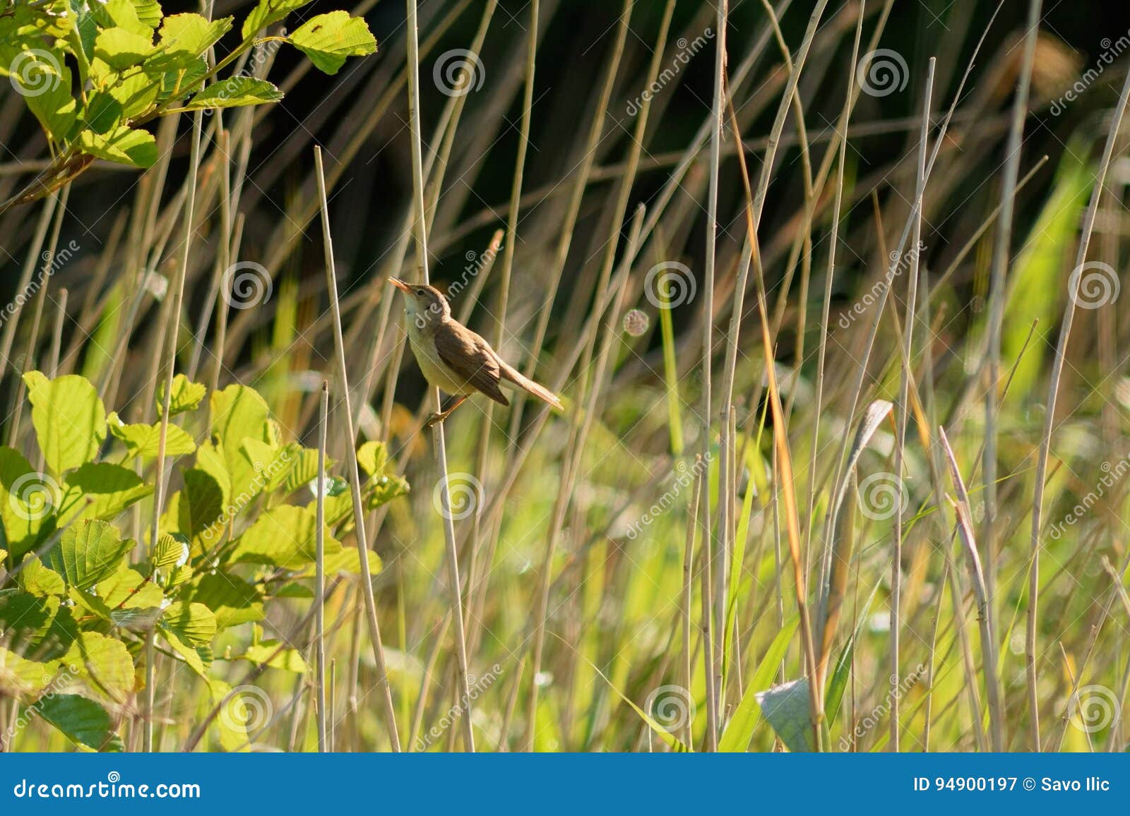Reed Warbler Singing in Reed Bed Stock Image - Image of reedbeds ...