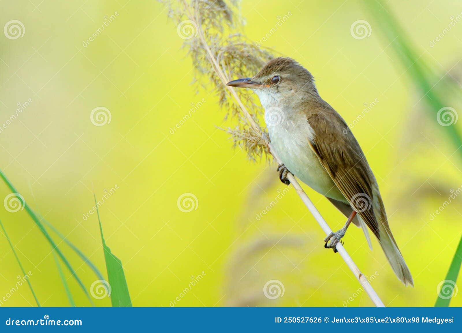 Reed warbler song bird stock photo. Image of green, beak - 250527626