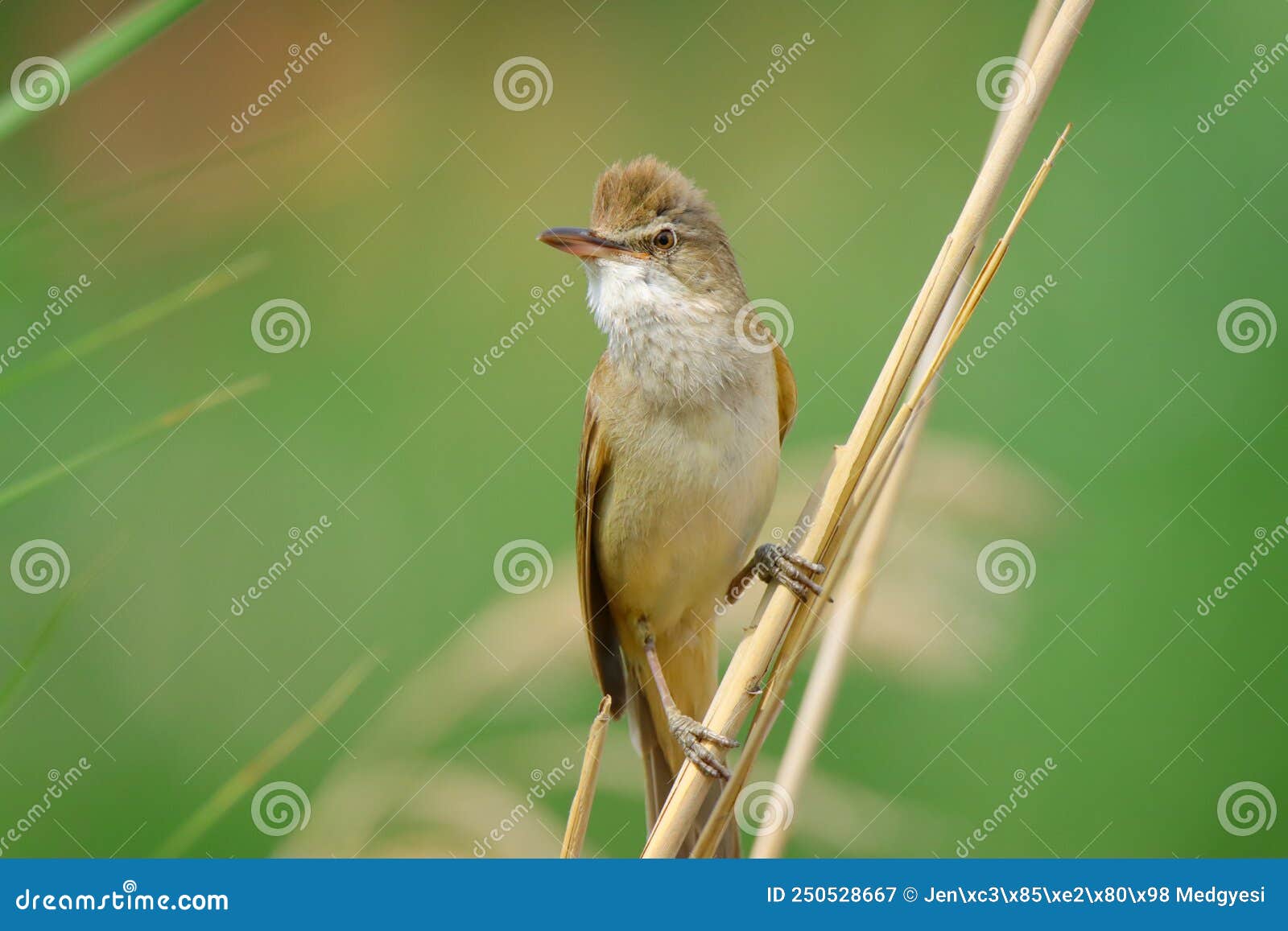 Reed Warbler Song Bird Portrait Stock Image - Image of portrait, reed ...