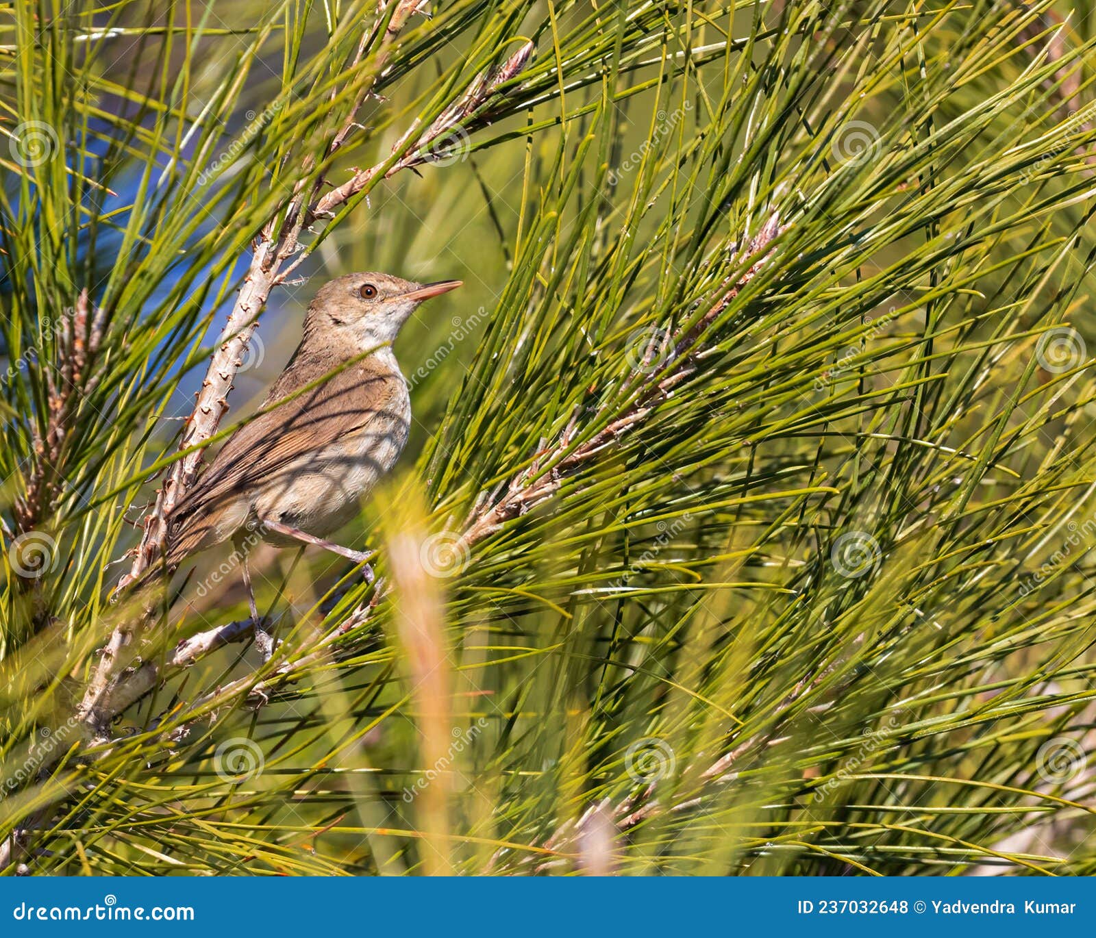 Reed Warbler on a tree stock photo. Image of beige, birding - 237032648