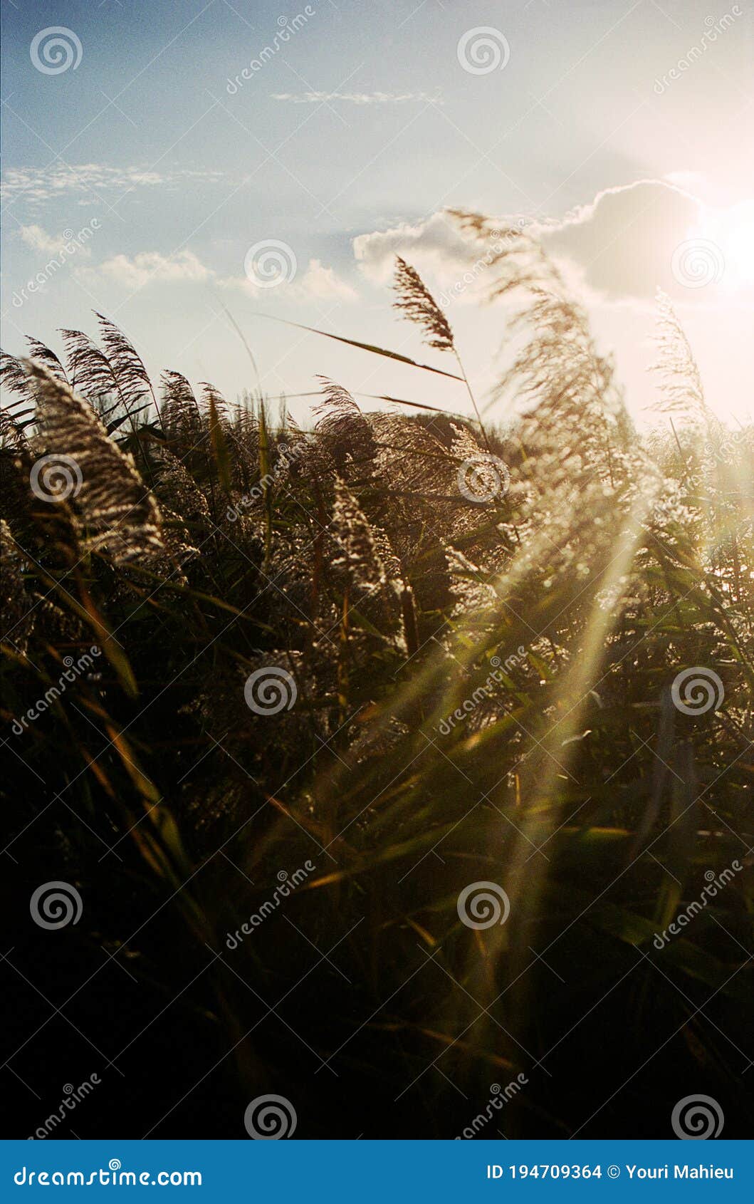 Reed in warm sunlight stock photo. Image of autumn, outdoor - 194709364