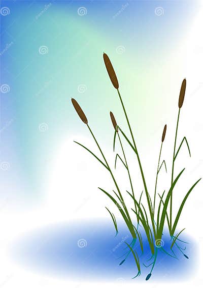 Reed in water stock vector. Illustration of reflections - 19208109