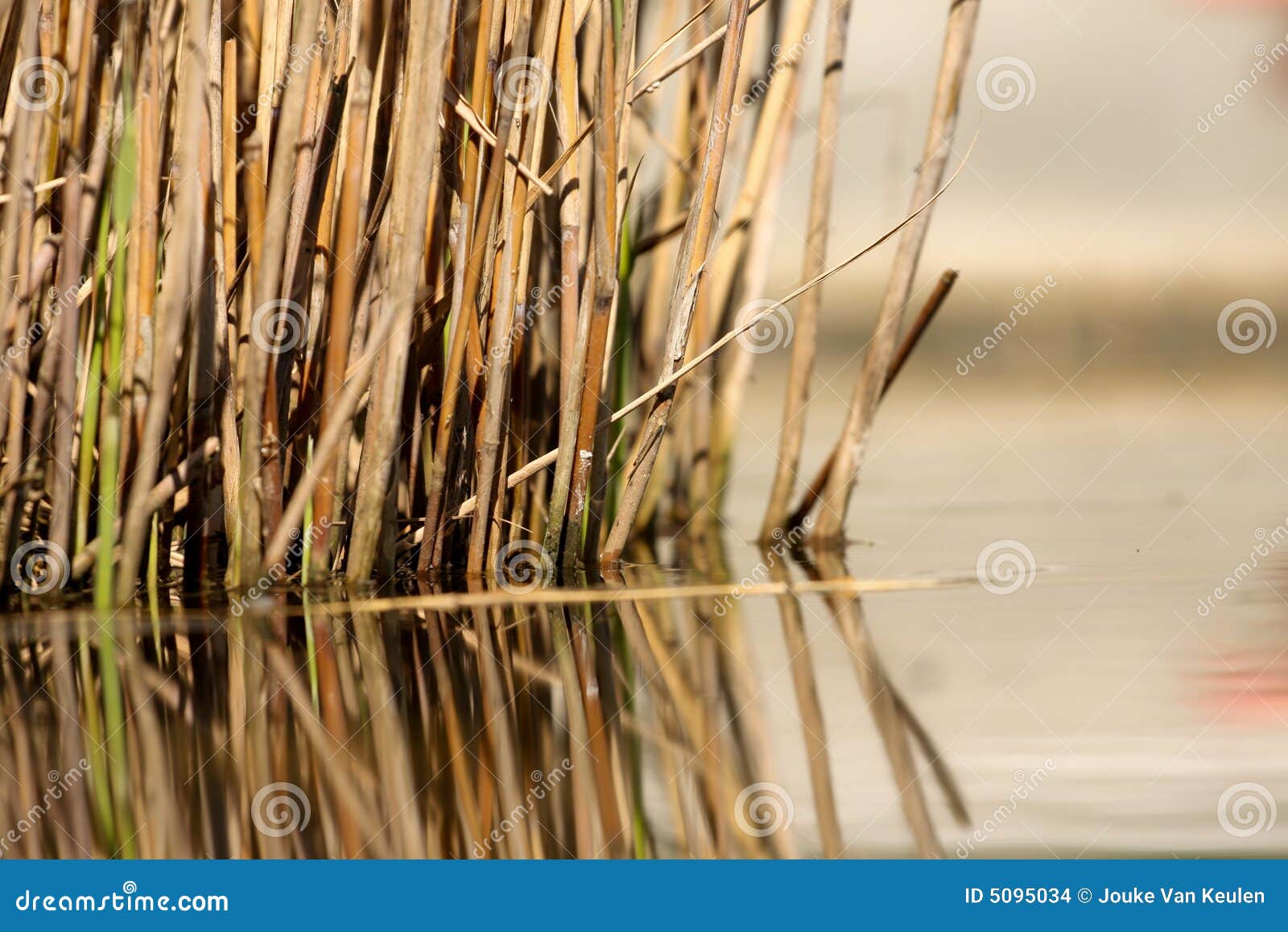 Reed In Water Picture. Image: 5095034