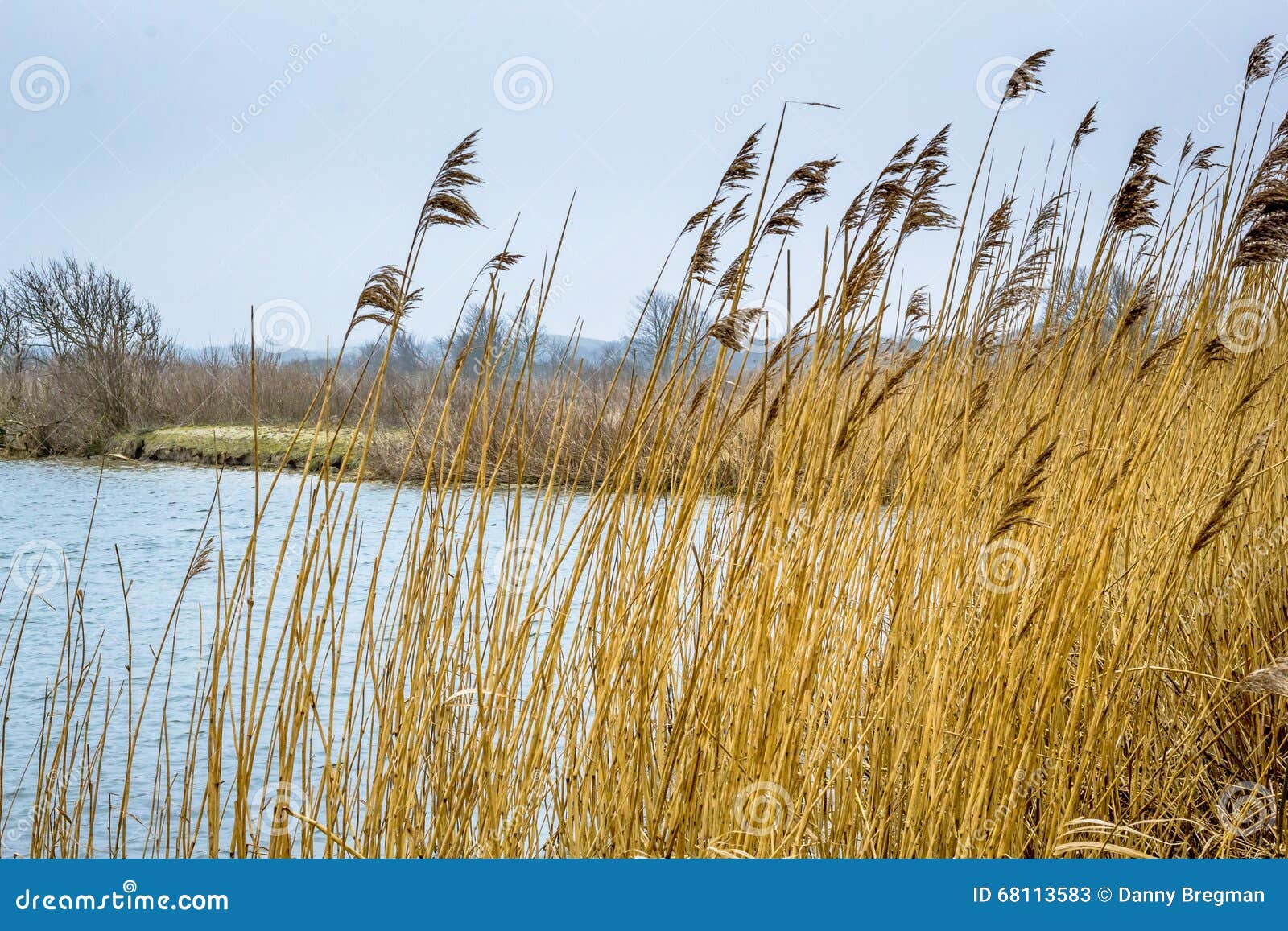 Reed in water, Holland stock image. Image of blue, nature - 68113583