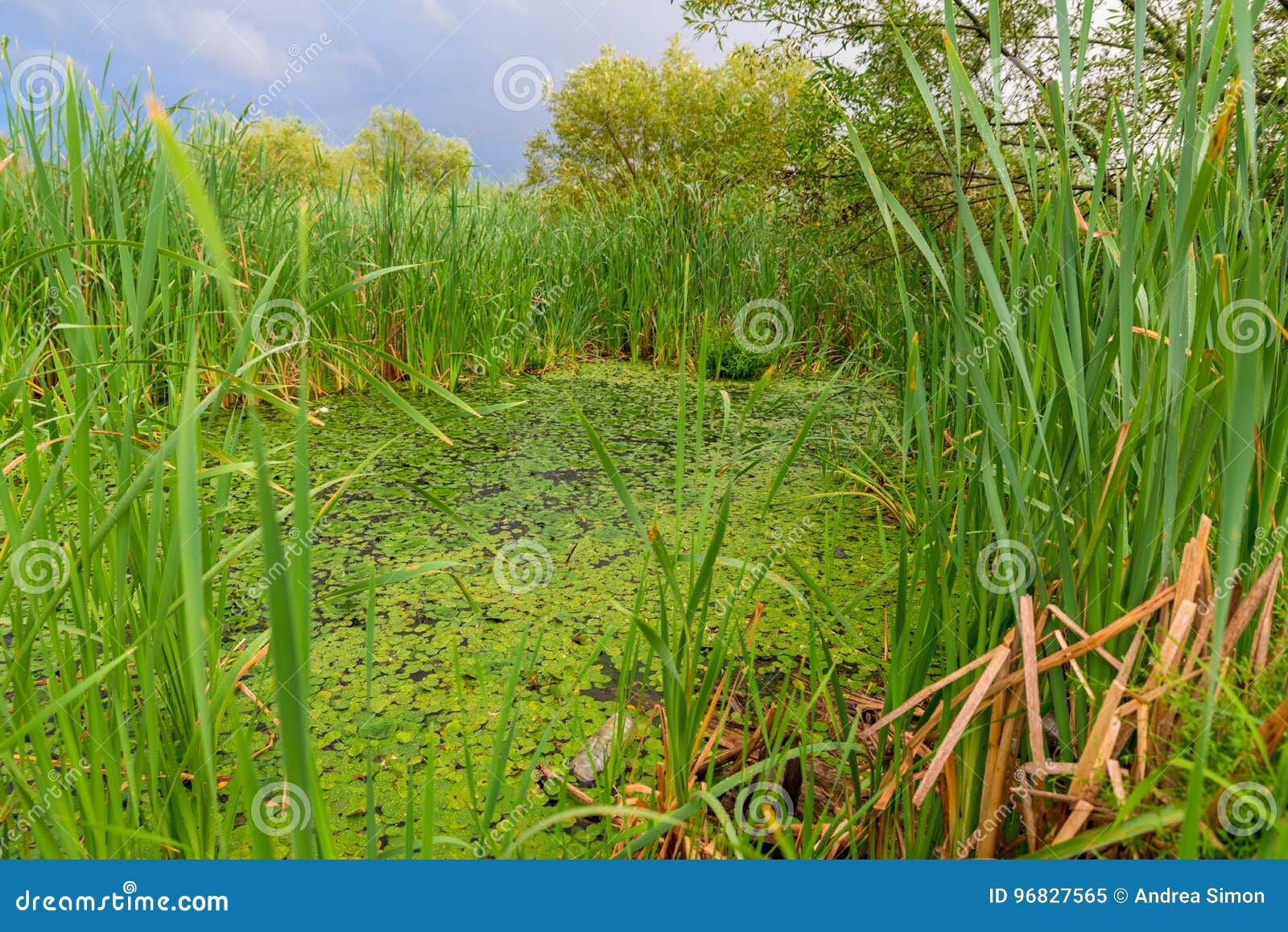 Reed and water lily stock image. Image of cluodscape - 96827565
