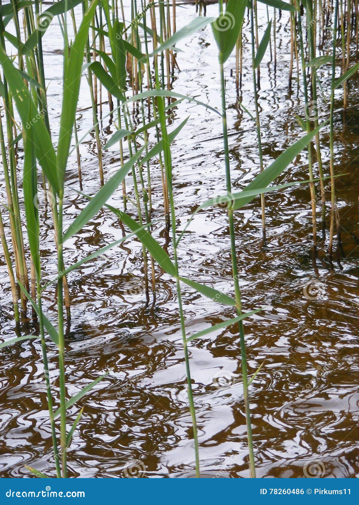 Reed on the water stock photo. Image of trembling, anxious - 78260486