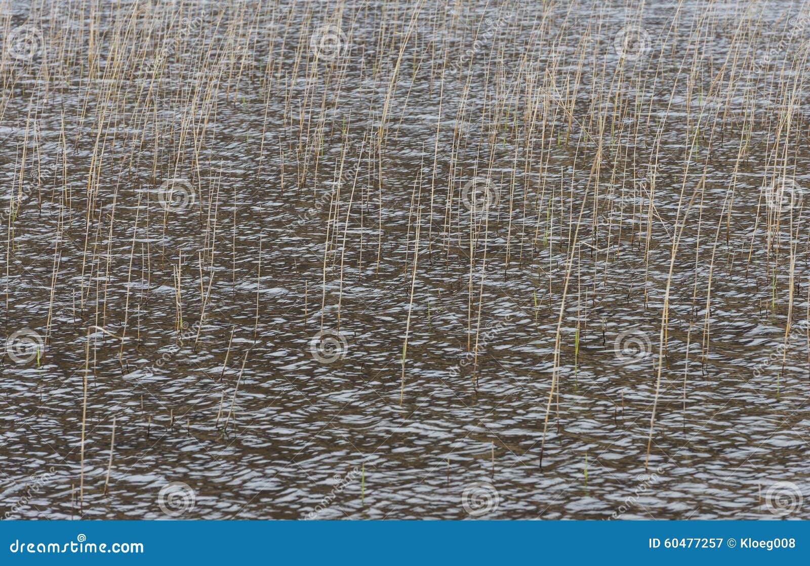 Reed in Water - Structure stock image. Image of outdoor - 60477257