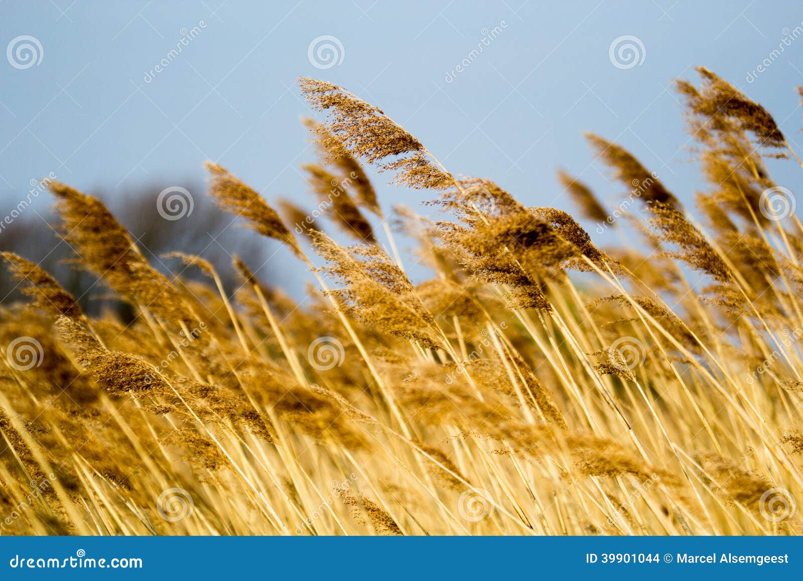 Reed waving in the wind stock photo. Image of summer - 39901044