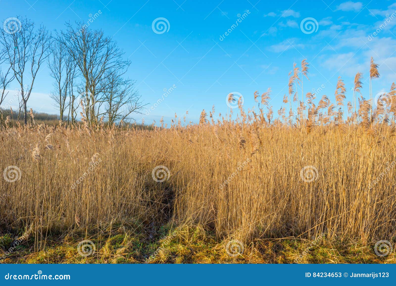 Reed in a wetland field stock image. Image of winter - 84234653